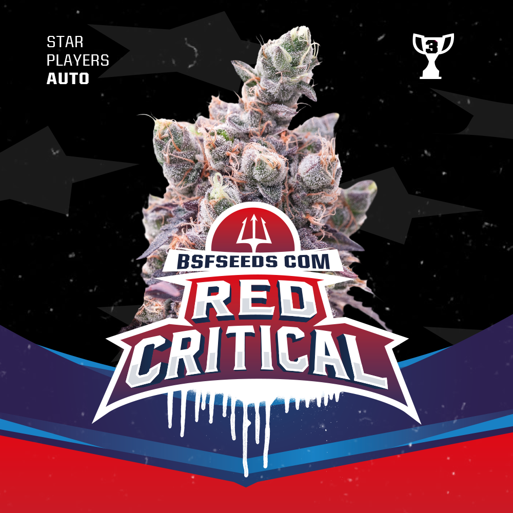 BSF - Red Critical Auto x4 - Orgánico Grow