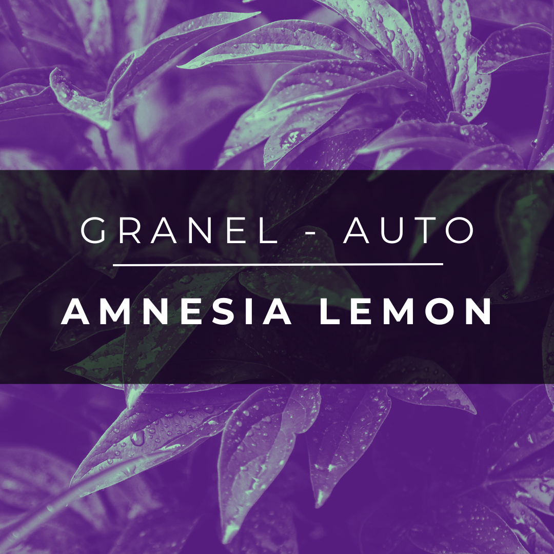 Granel Amnesia Lemon Auto x1 - Orgánico Grow
