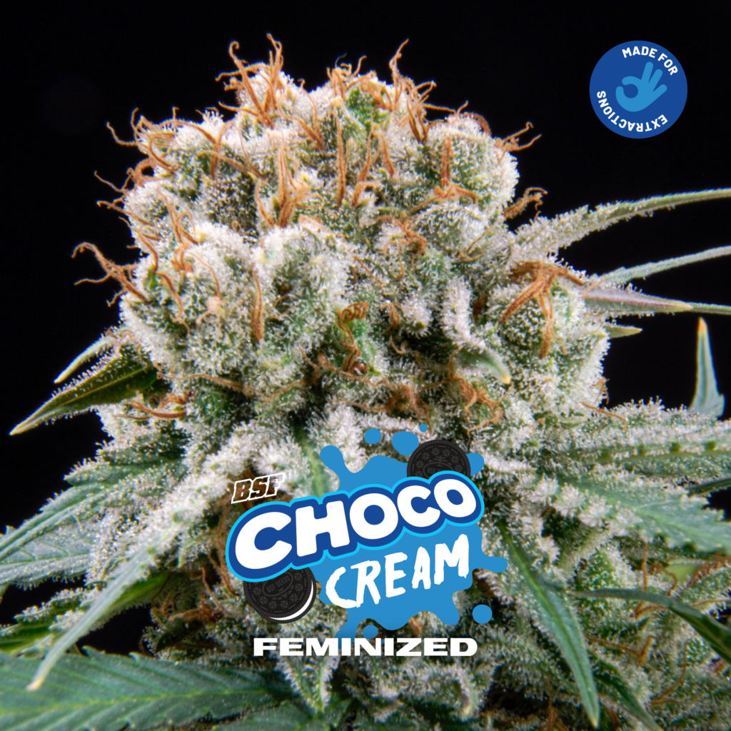 BSF - Choco Cream Fem x4 - Orgánico Grow